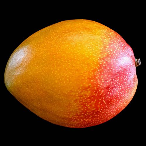 Mango Extract – Intelligent Nutrients™